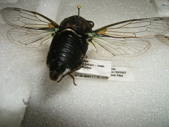 How to label your cicada/insect specimens. How to label your cicada/insect specimens.